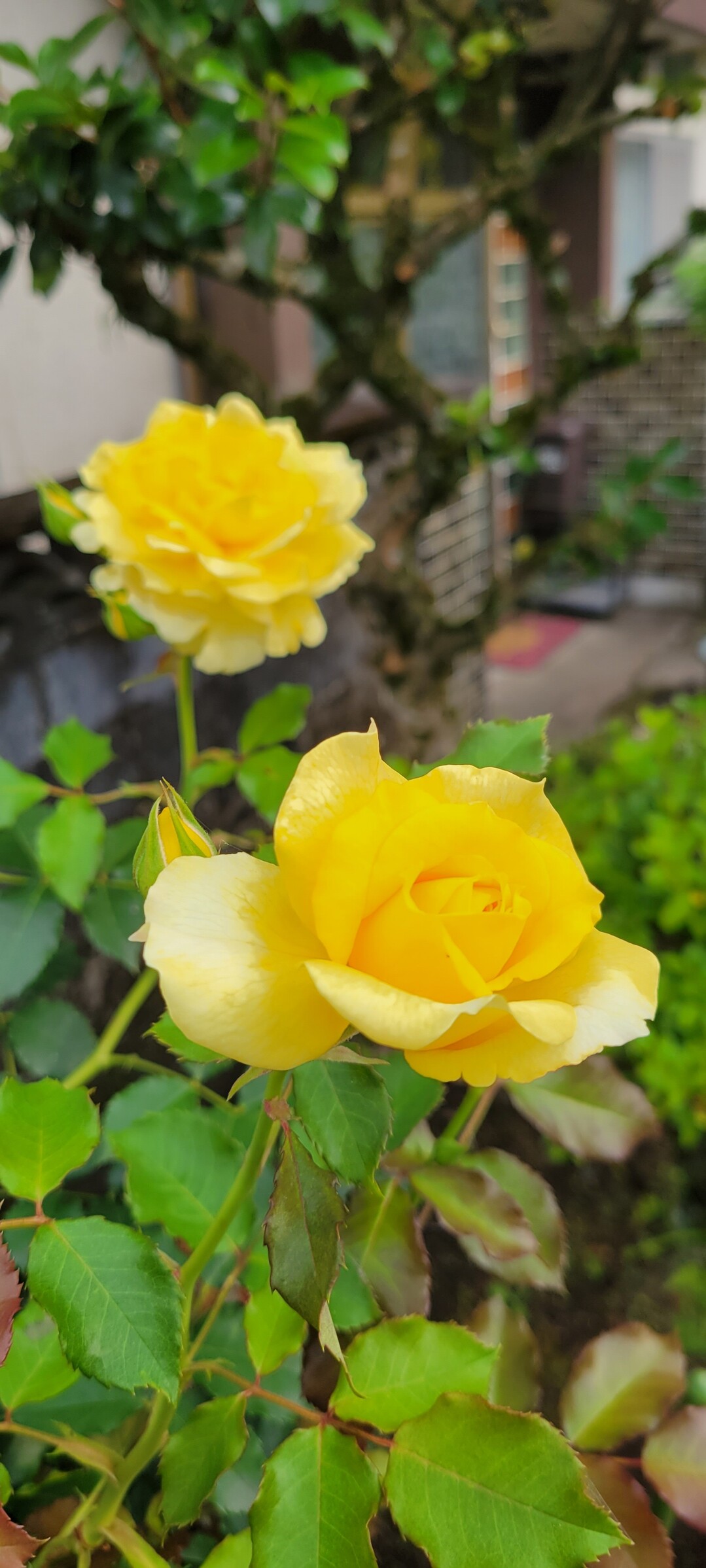 色があまりにも綺麗で目についたので それ... / moonさんのモーメント | YAMAP / ヤマップ