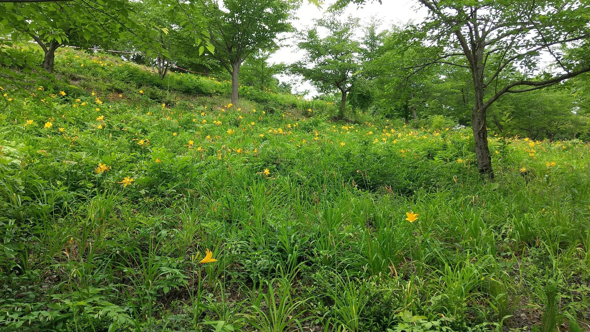 山形百（58） 北山（村山） 3回目登山 6座目 / 10K walkerさんの大高根山の活動データ | YAMAP / ヤマップ