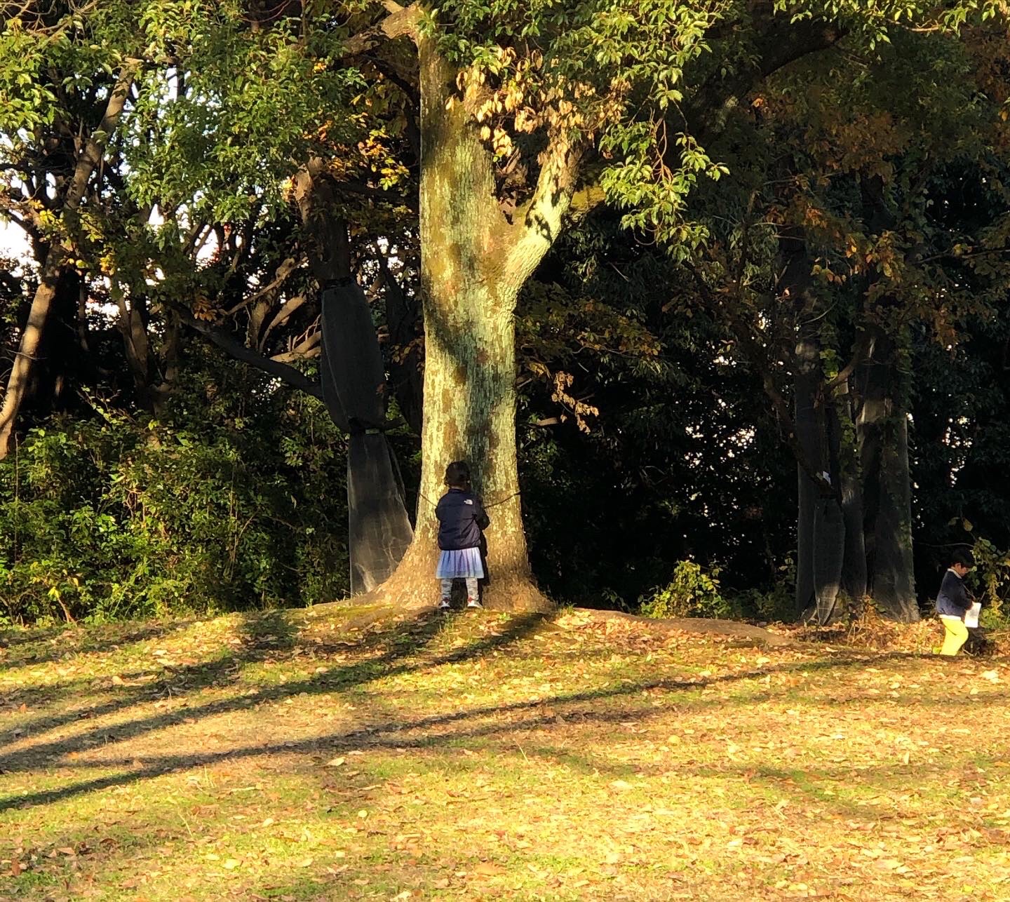 木の命を感じている瞬間！！！ トトロの世... / Mountains & Flowers Hiroさんのモーメント | YAMAP / ヤマップ