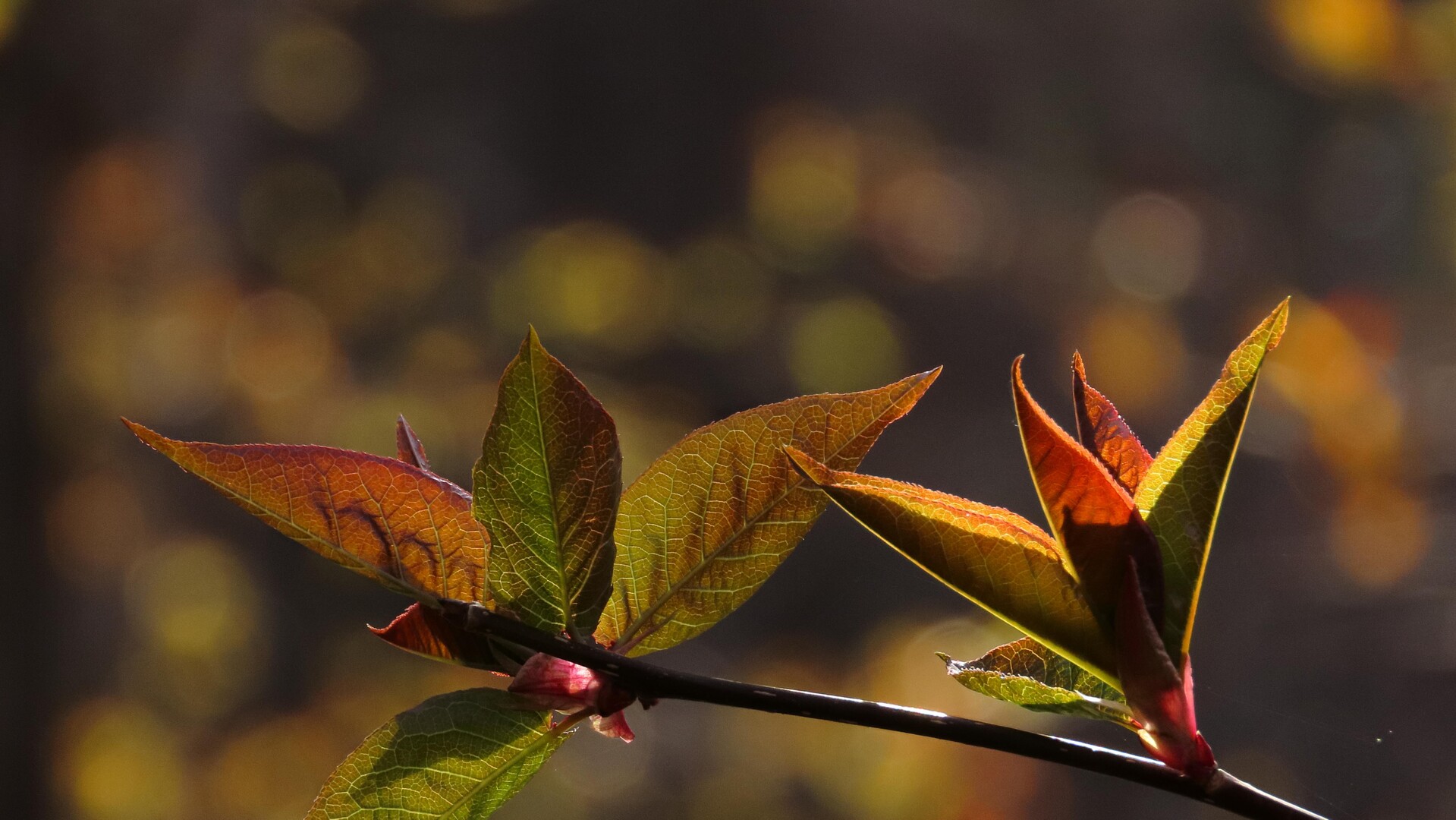 春の景色探し（円山→奥三角山） / chromeさんの三角山・大倉山・円山の活動データ | YAMAP / ヤマップ