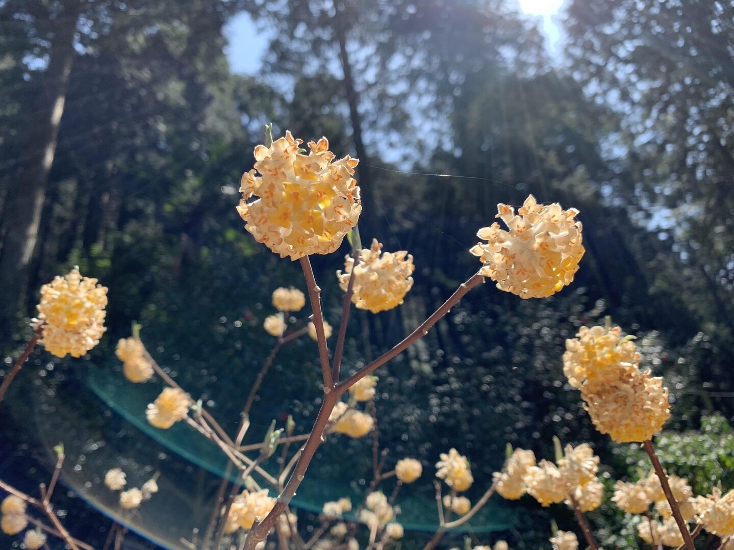 ミツマタ観賞 @ 花尾山 / chiezさんの花尾山の活動データ | YAMAP / ヤマップ