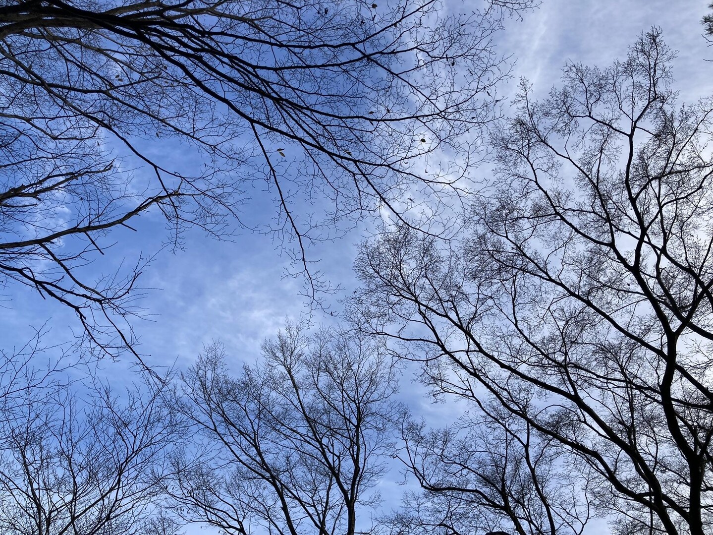 大山 / houlanさんのモーメント | YAMAP / ヤマップ