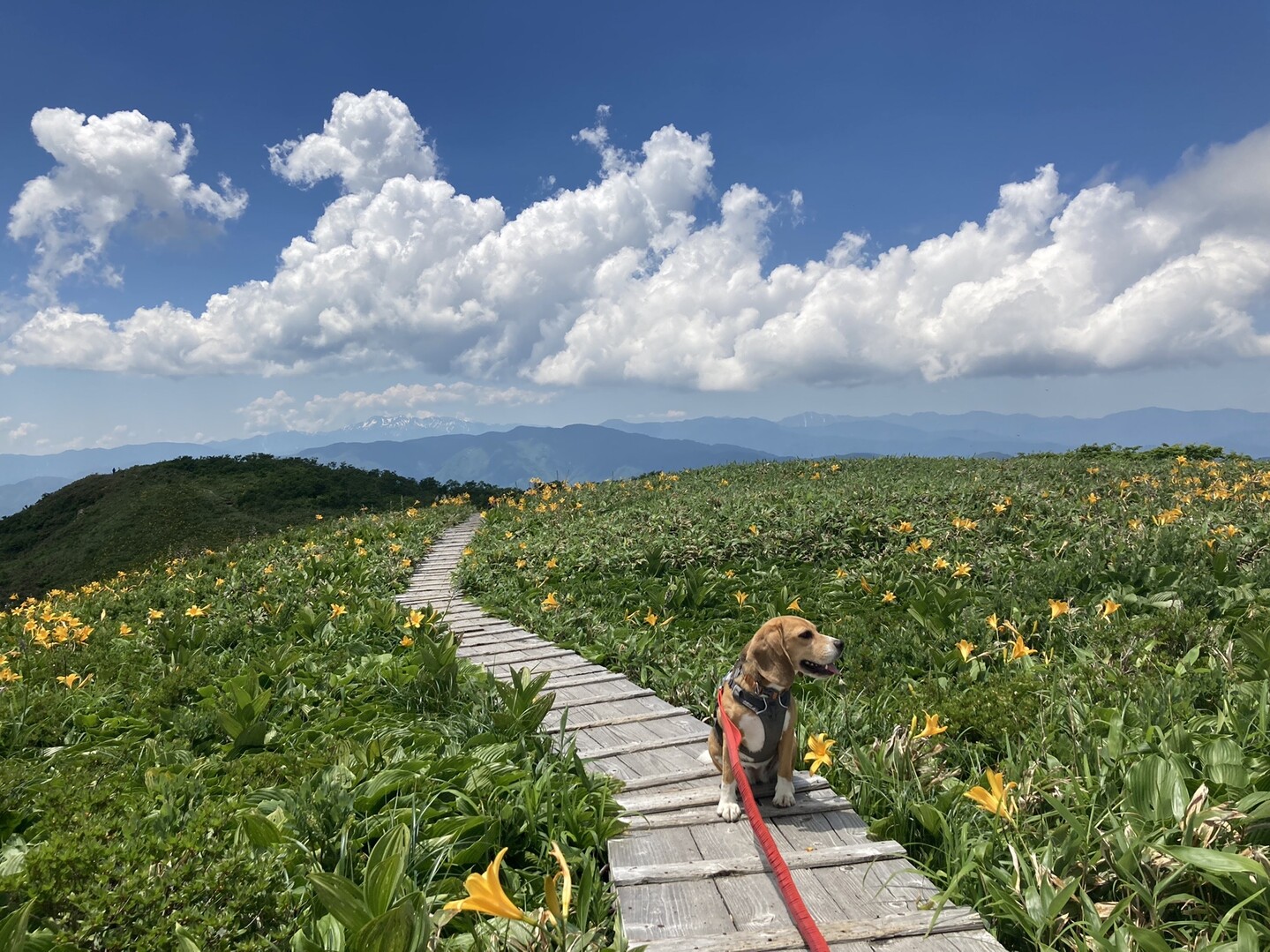 【ビーグル】白木峰に登りました。ニッコウ... / ロマチッチ lomachicciさんのモーメント | YAMAP / ヤマップ