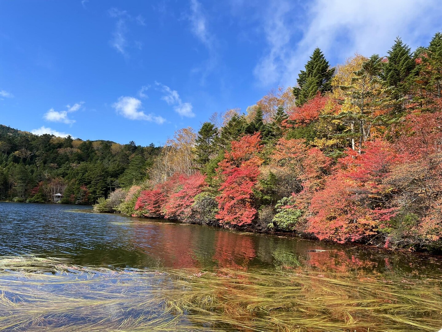 天の神様が選んだ⁉︎白駒池 / HIKOさんの蓼科山・横岳・縞枯山の活動データ | YAMAP / ヤマップ