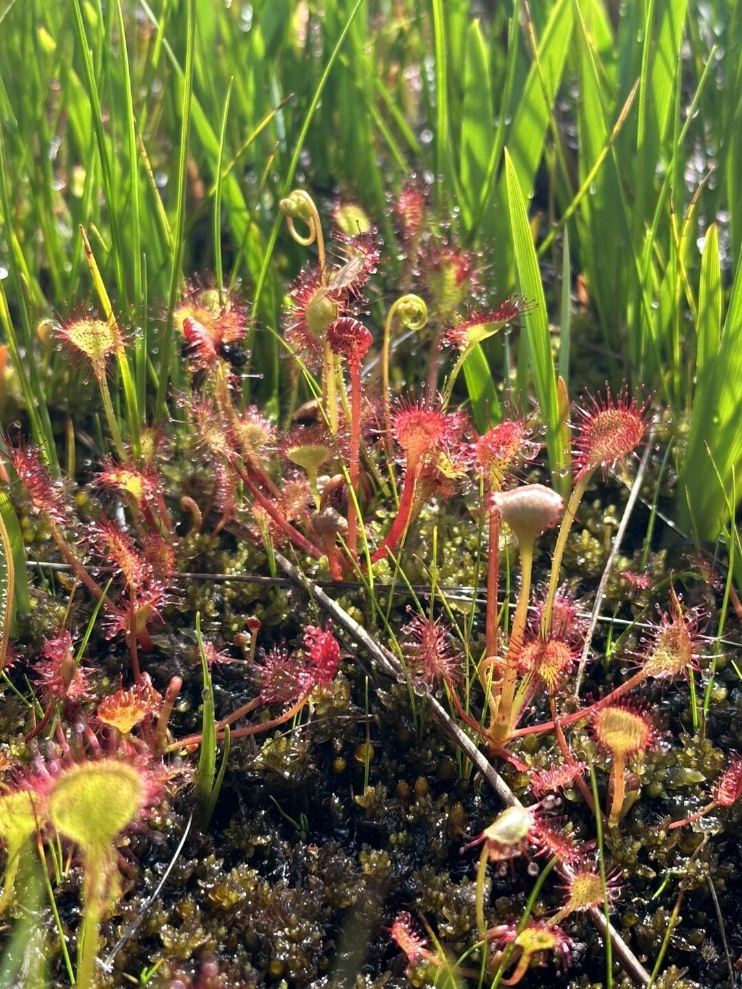 モウセンゴケの花が見たい ️ 花期は7〜... / maruco87さんのモーメント | YAMAP / ヤマップ