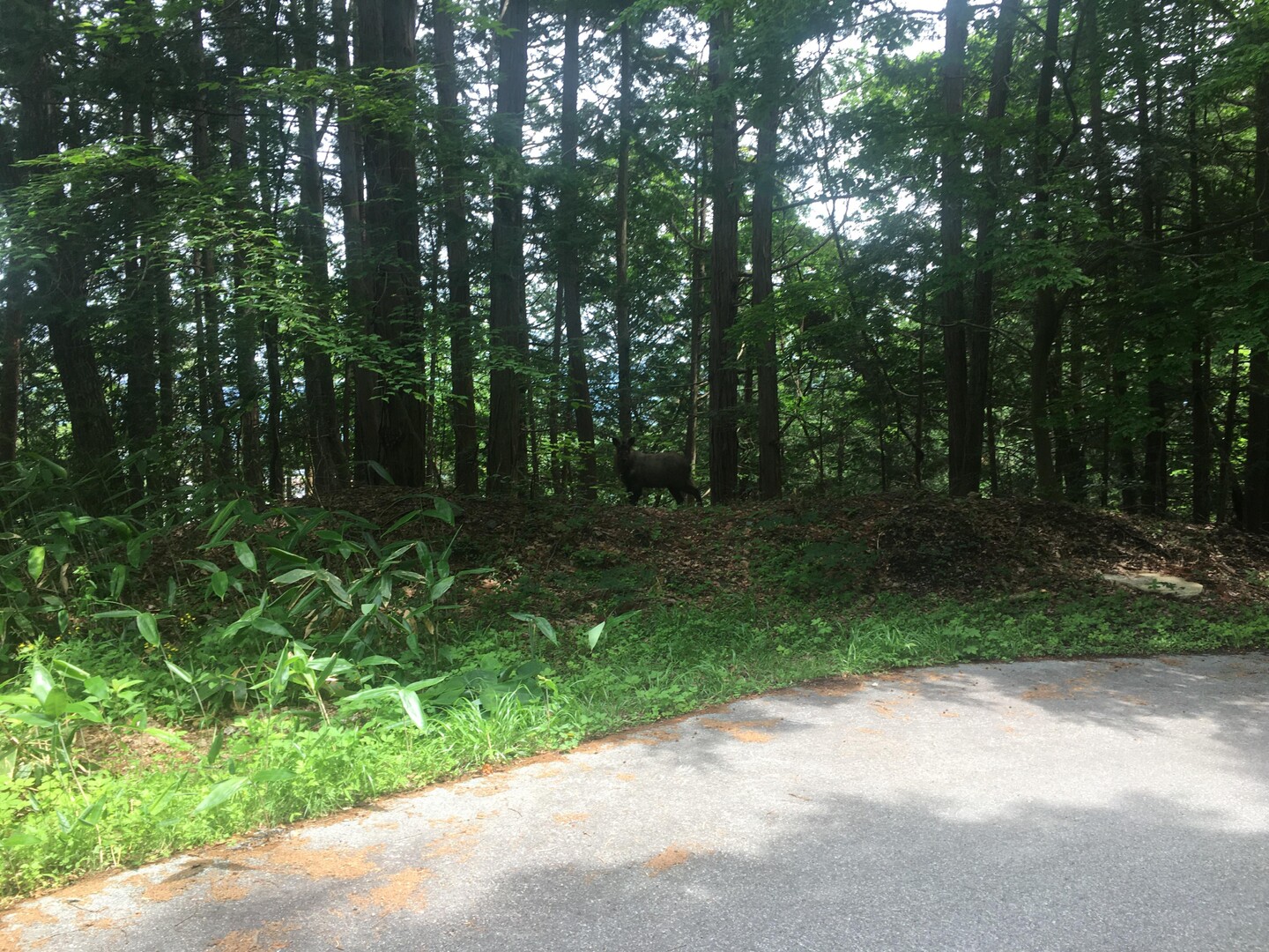 原山一周 リハビリ山歩 Day4 / Kobaさんの松倉山の活動データ | YAMAP / ヤマップ