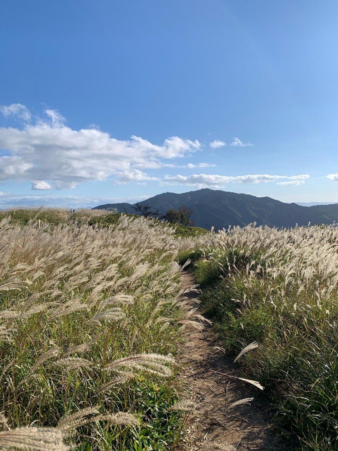 ダイトレ 行けるとこまで / iwanemanさんの金剛山・二上山・大和葛城山の活動日記 | YAMAP / ヤマップ