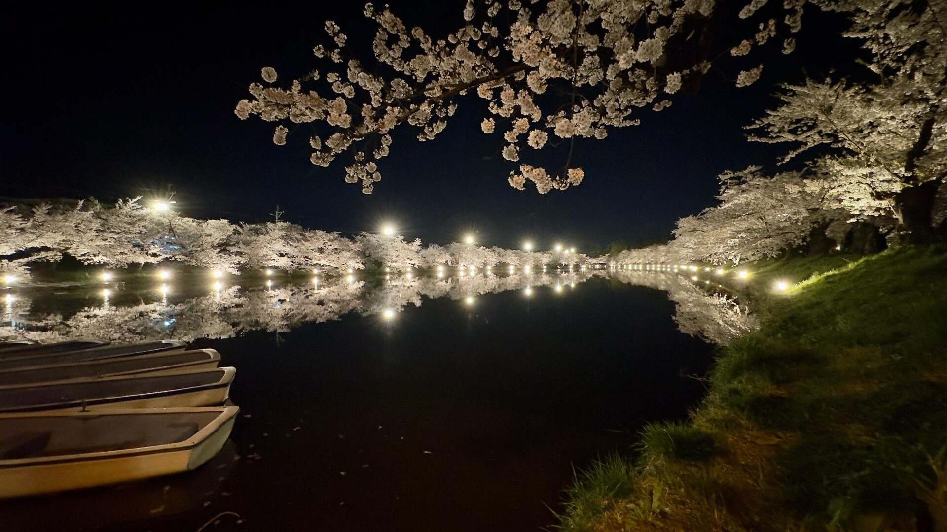 弘前公園 よざくら🦛 ︎ / nepukoさんのウォーキングの活動データ | YAMAP / ヤマップ