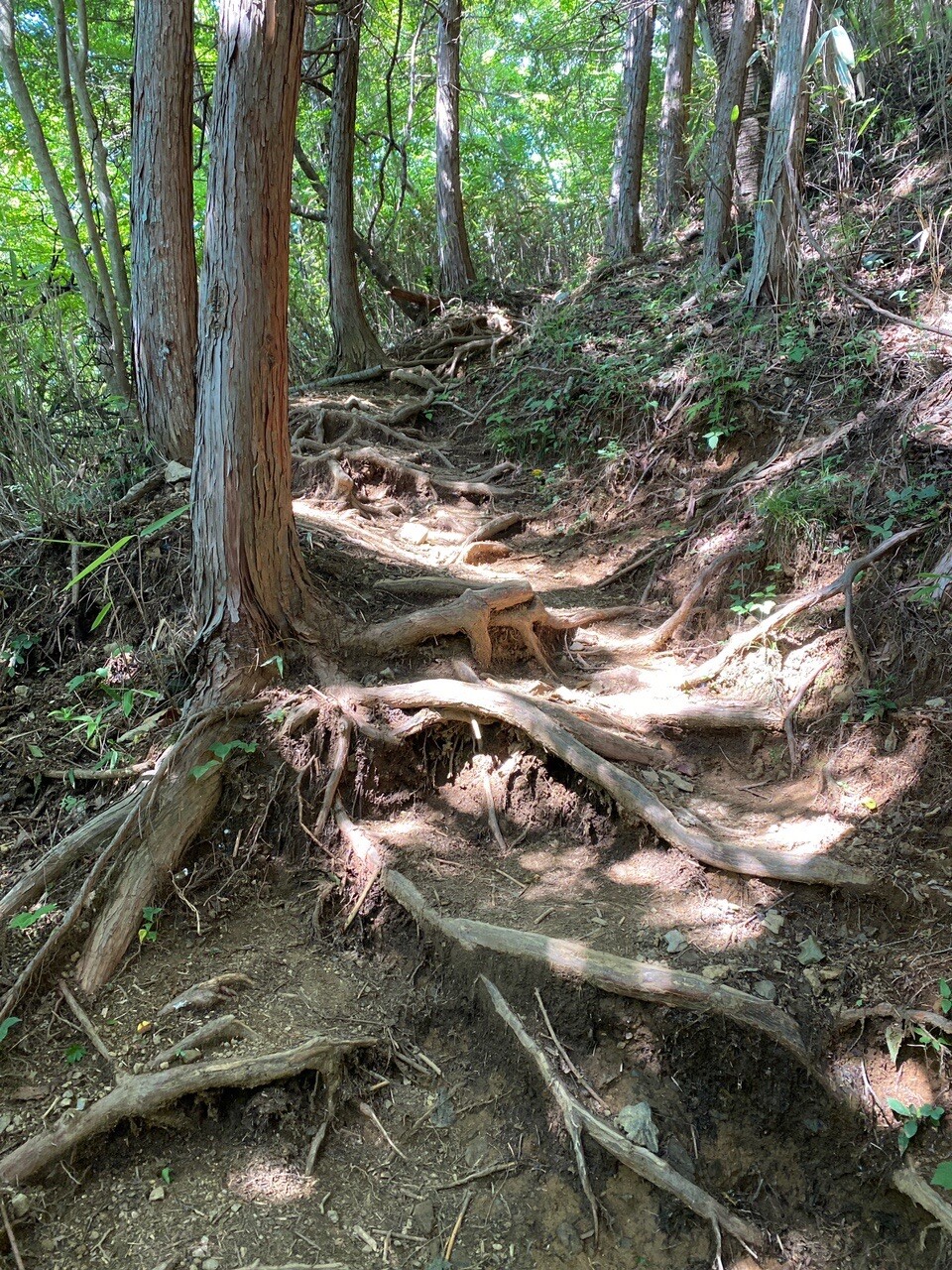 Emikoさんの投稿したフィールドメモ | YAMAP / ヤマップ