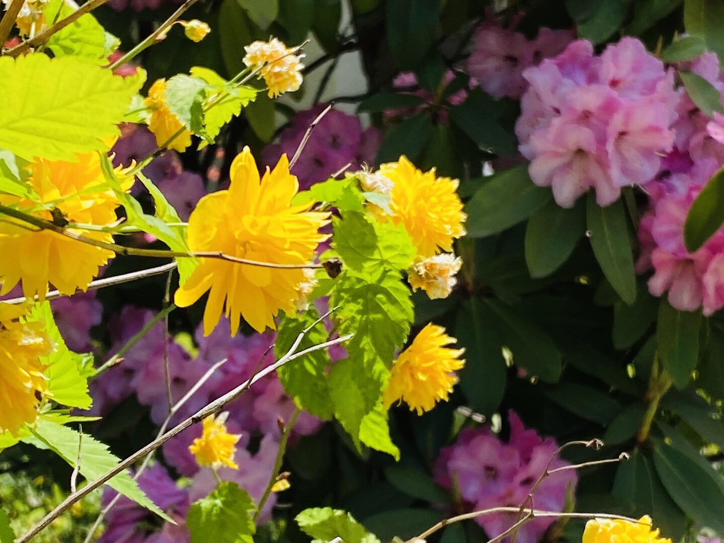 残念😅…伊豆ヶ岳♪😊 / Ki zさんのヤマノススメ巡礼マップ（天覚山・大高山・子の権現）の活動データ | YAMAP / ヤマップ