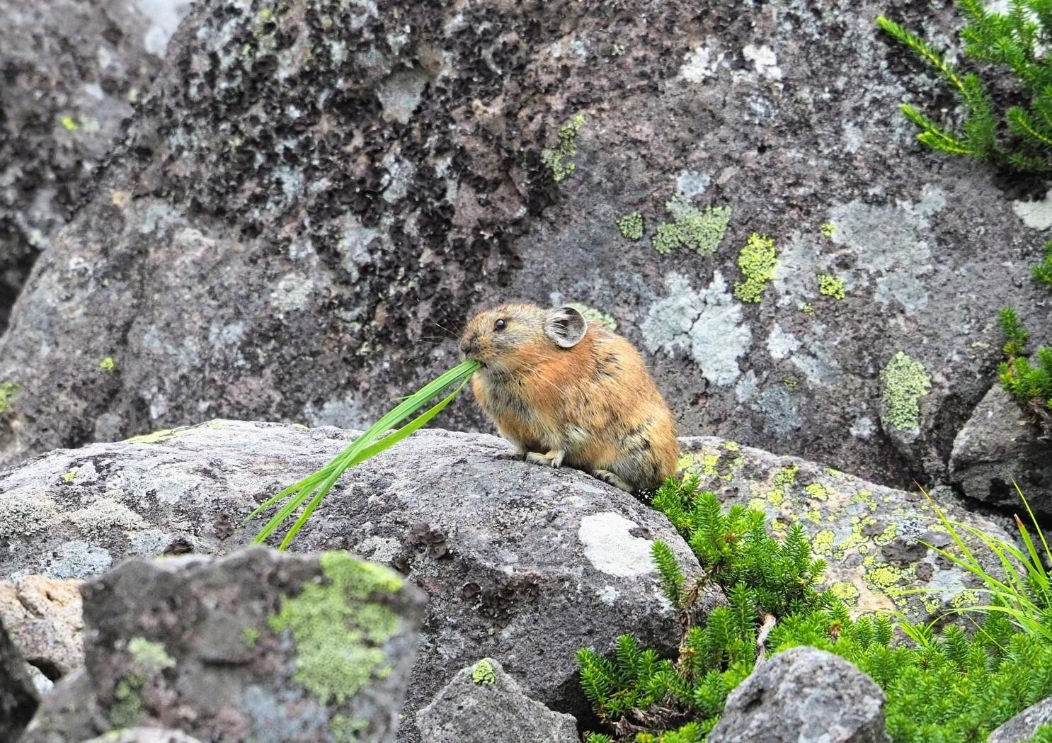 ムシャムシャお食事中失礼 / doaraさんの登山の活動日記 | YAMAP / ヤマップ