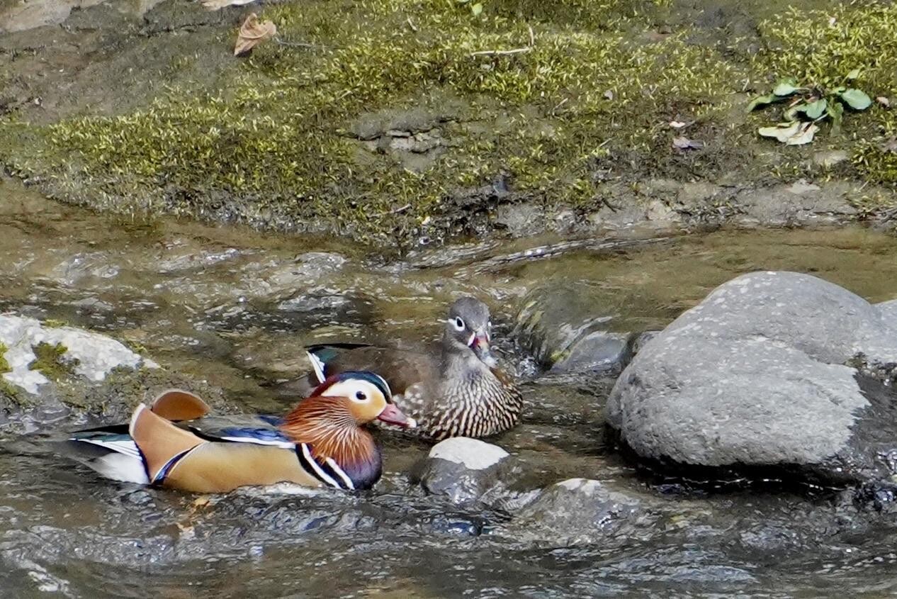 2023.4.13〜4.21 川辺の野鳥... / yosi＆ryoさんのモーメント | YAMAP / ヤマップ