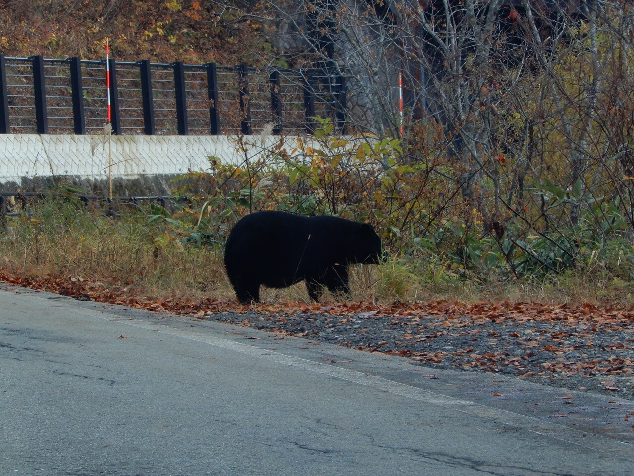 よしむねPのページ | YAMAP / ヤマップ