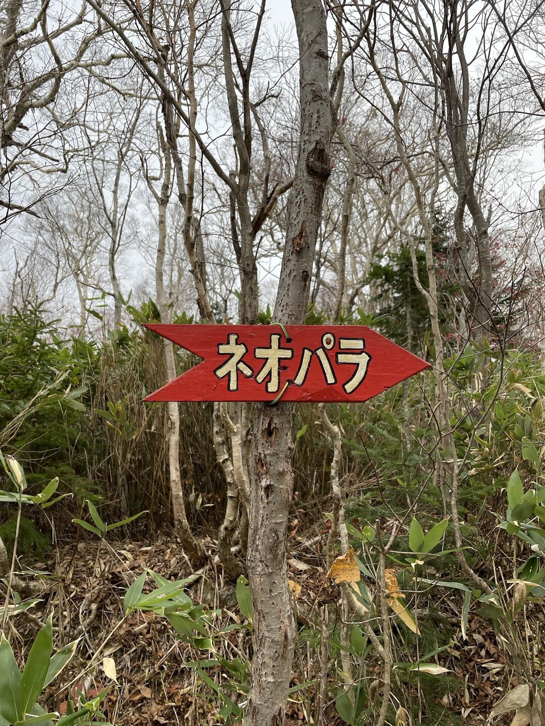 手稲山・ネオパラ / haru☀️さんの手稲山・奥手稲山の活動データ | YAMAP / ヤマップ