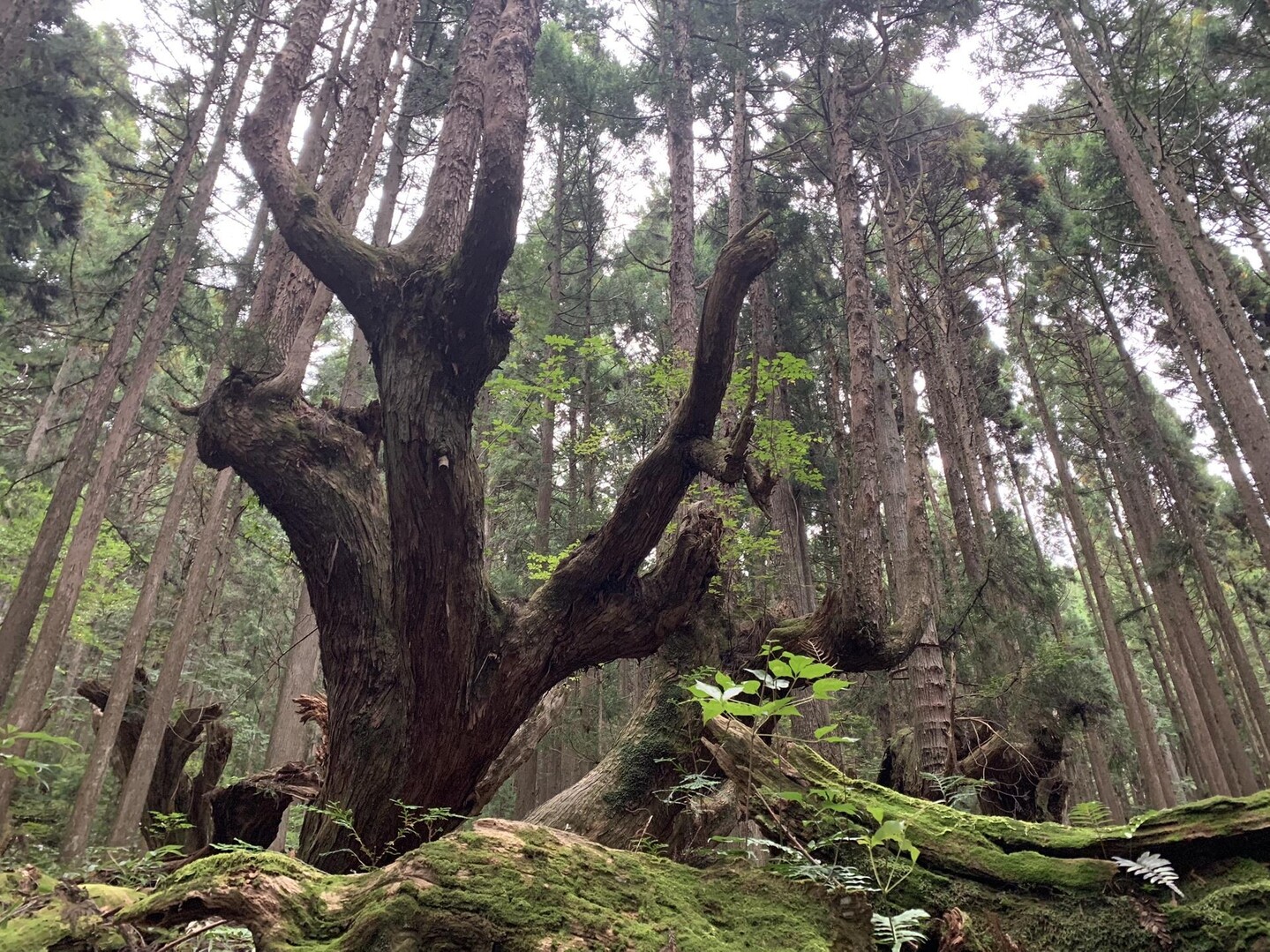 秋のプチ遠征☆神秘！蕪山で巨木の森を歩く / koe-sunさんの蕪山の活動データ | YAMAP / ヤマップ