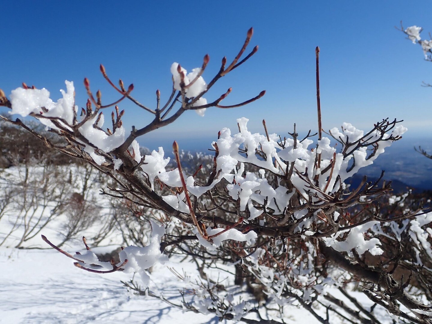 250118 御在所岳 / ei_7315さんの御在所岳（御在所山）・雨乞岳の活動日記 | YAMAP / ヤマップ