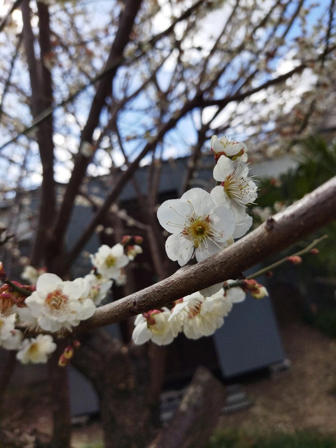 なかなかお山に行けなくて😭 お庭の梅の... / おだや〜p(^-^)qさんのモーメント | YAMAP / ヤマップ