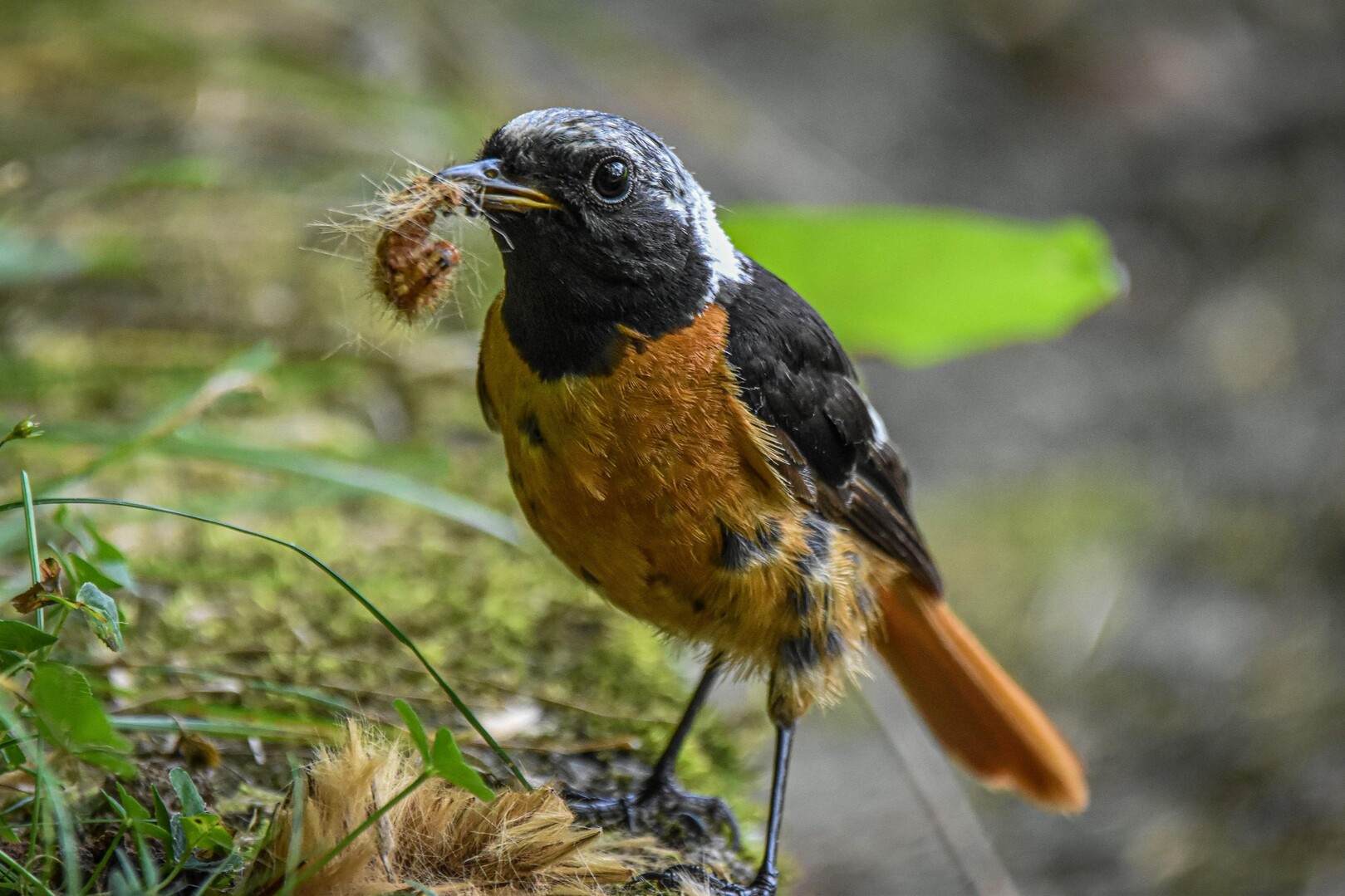 城山(鳥活18) / yasuさんの松倉山・原山の活動データ | YAMAP / ヤマップ