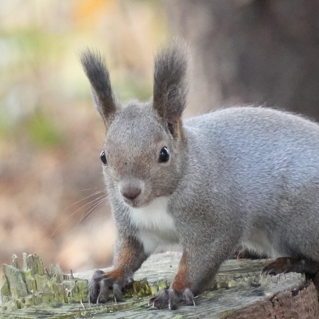 モフモフちゃんを探せ！ / moriさんのハイキングの活動日記 | YAMAP / ヤマップ