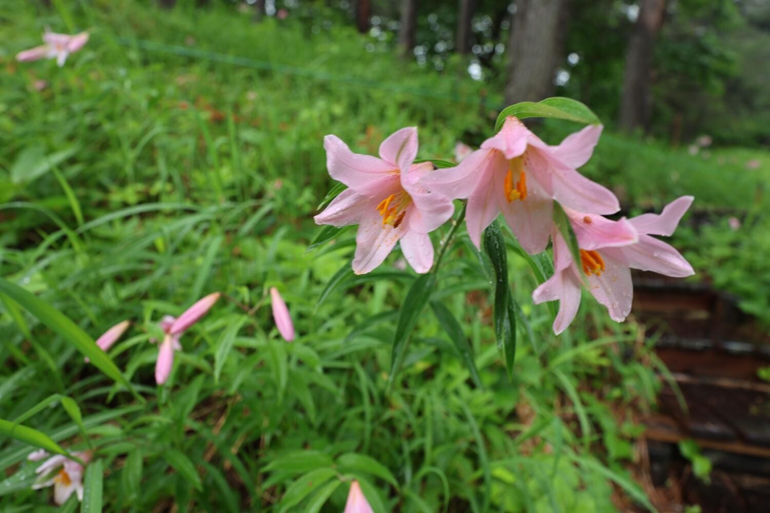 今日は雨の中を高清水自然公園にヒメサユリ... / Windyさんのモーメント | YAMAP / ヤマップ