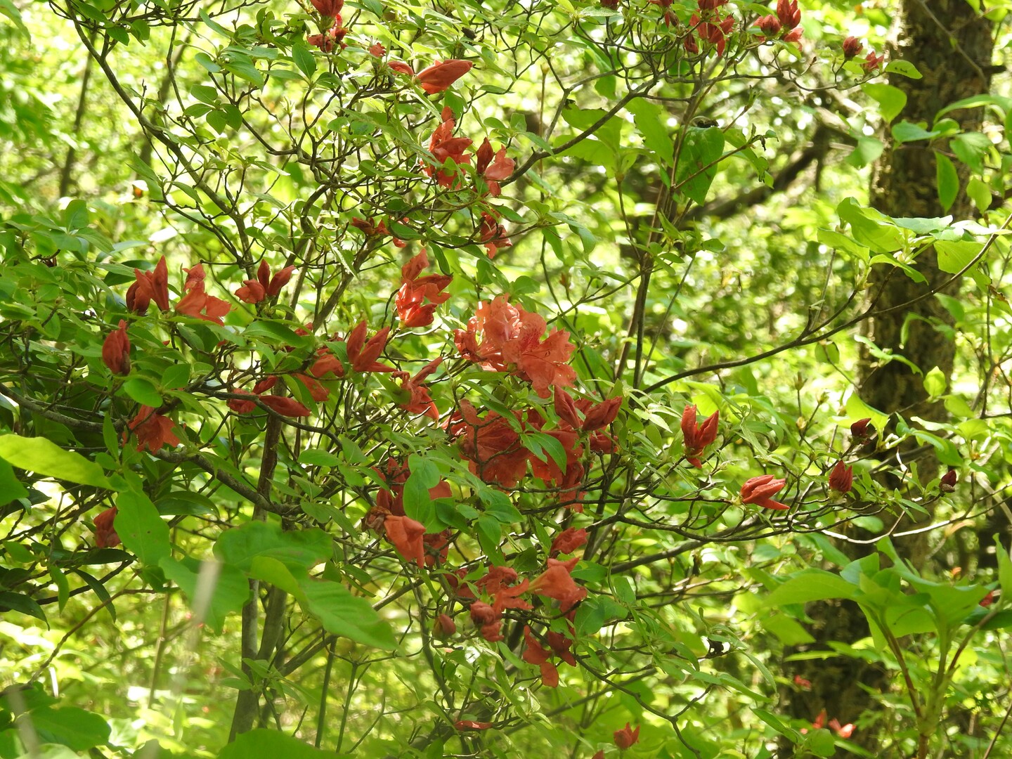 尖山-2024-05-14本道r往復 / Tona.Yamahasi.E.Sanpoさんの尖山の活動データ | YAMAP / ヤマップ