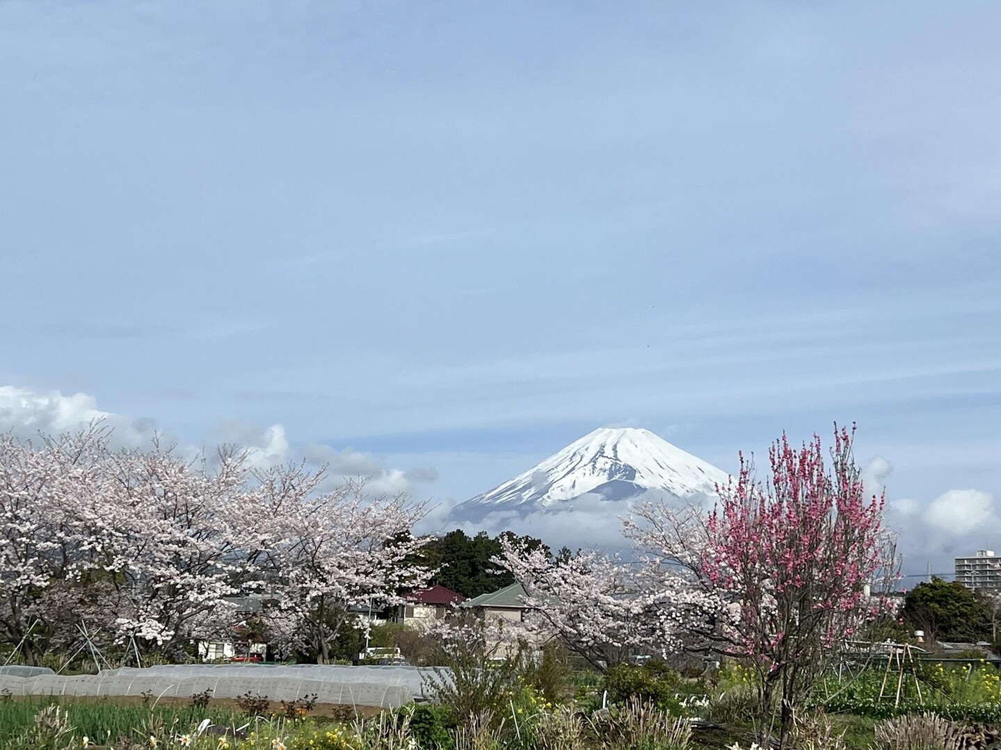 いつも会う柴友さんの激推し春のお散歩道。... / はっぱさんのモーメント | YAMAP / ヤマップ