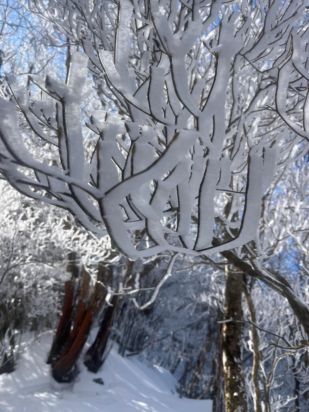 寒川山・鋸山・七々木山・豊受山 / KRTさんの赤星山・豊受山の活動データ | YAMAP / ヤマップ