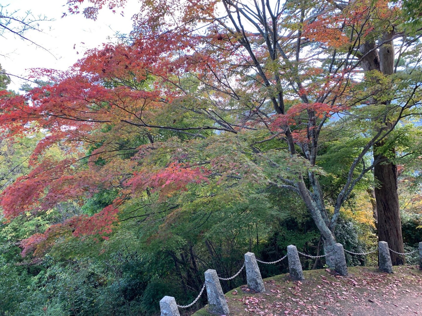 吉野山 高城山も結構色付 / ぶんちん🤓🍑さんのモーメント | YAMAP / ヤマップ