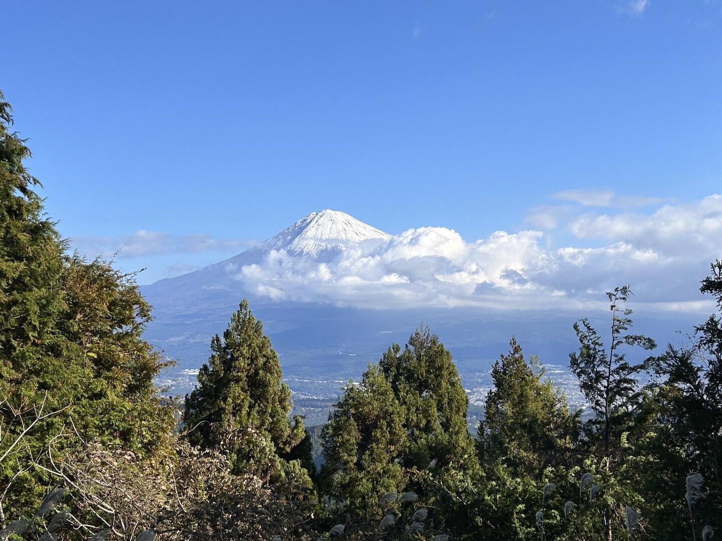 白鳥山 / Co-CHeさんの白鳥山の活動データ | YAMAP / ヤマップ