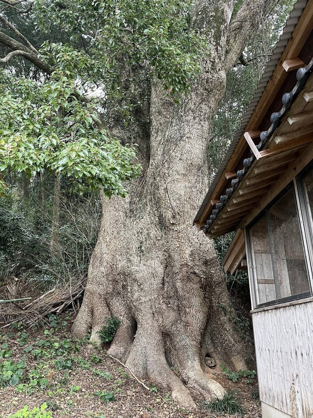 宗像にもこんな巨大な大クスが‼️ 白山の... / KOZOさんのモーメント | YAMAP / ヤマップ