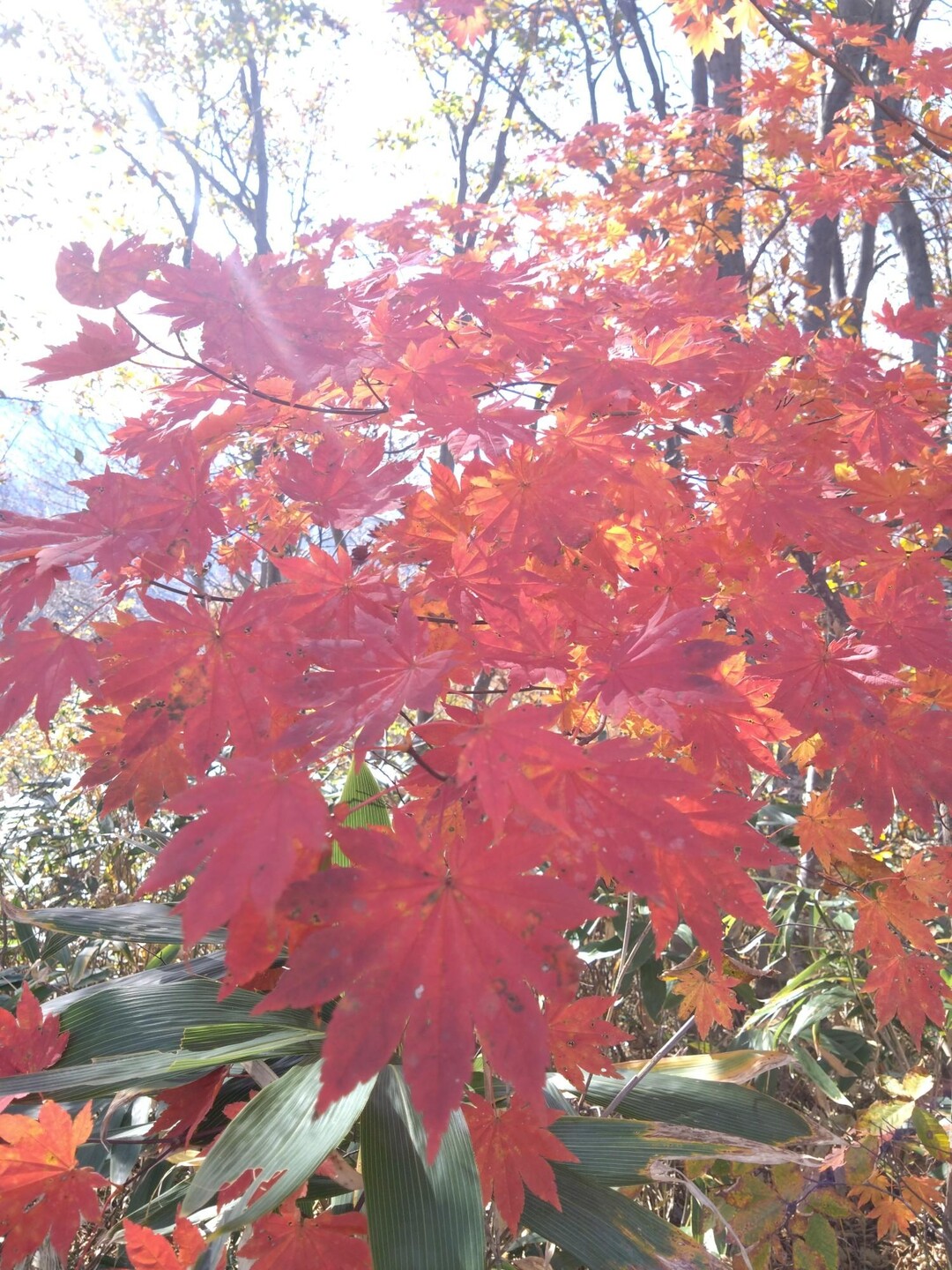 大力山・黒禿の頭・笠倉山⛰️ / mihoさんの大力山・黒禿の頭・笠倉山の活動データ | YAMAP / ヤマップ