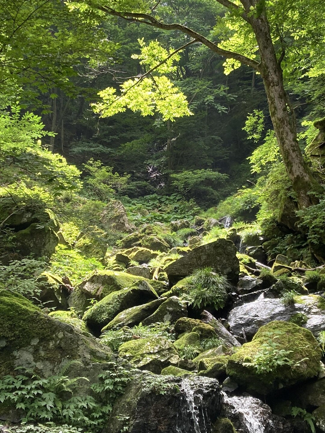 遠征‼️明神平の手前まで / akoさんの桧塚奥峰・明神岳・薊岳の活動データ | YAMAP / ヤマップ