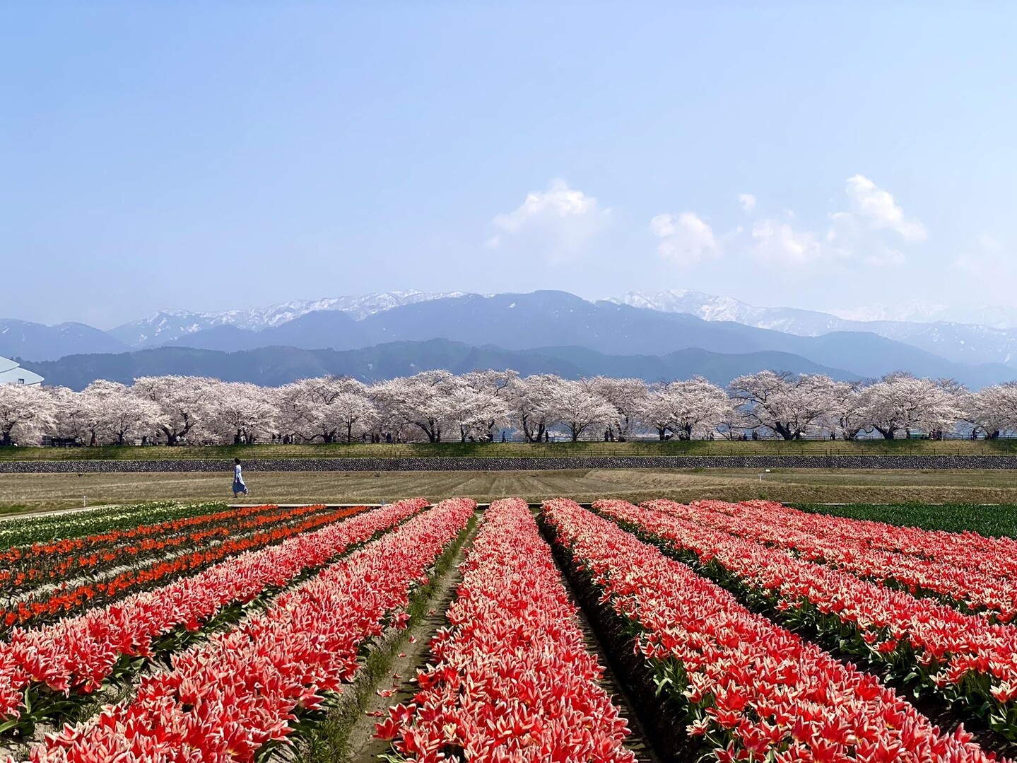 家族を連れて富山県朝日町の舟川へ。花見の... / random walkerさんのモーメント | YAMAP / ヤマップ