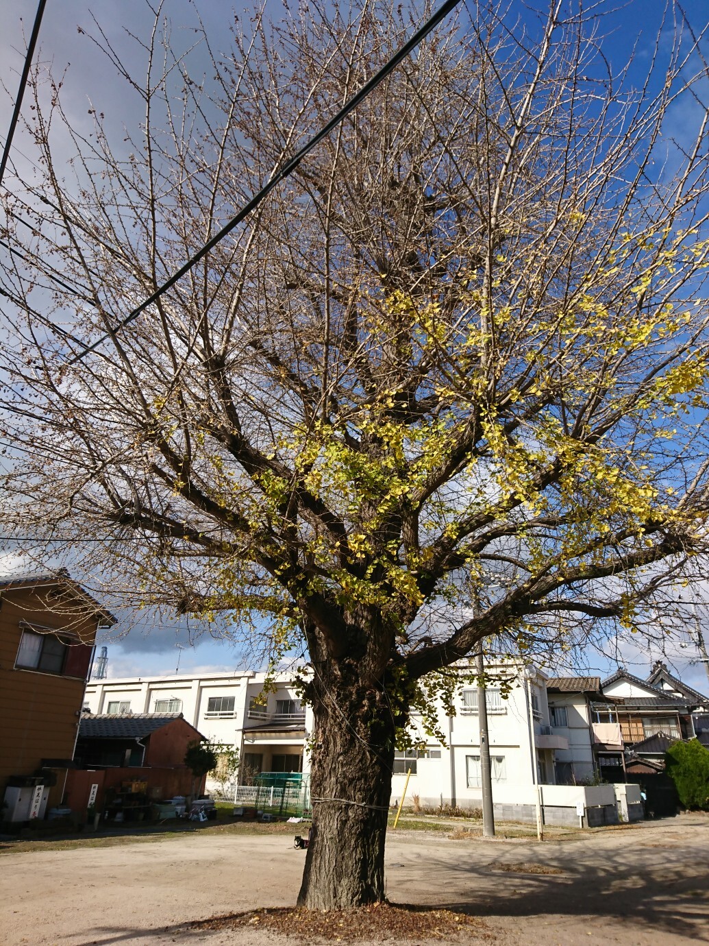 今日のランニング途中、ほぼ神社⛩️みたい... / はいじさんのモーメント | YAMAP / ヤマップ