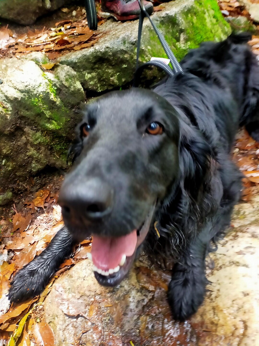 お久しぶりの宝満山 / くみにゃんさんの宝満山・三郡山・若杉山の活動データ | YAMAP / ヤマップ