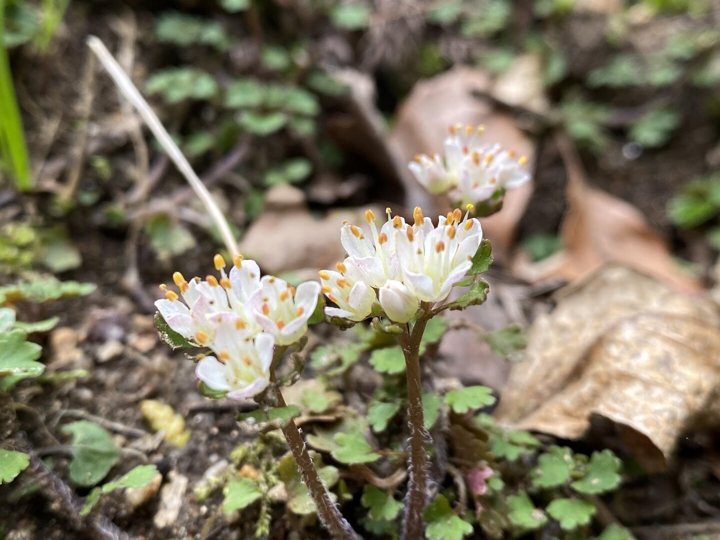 お花散策🌸🌼 鶏足焼森へ行く予定が... / mayuminさんのモーメント | YAMAP / ヤマップ