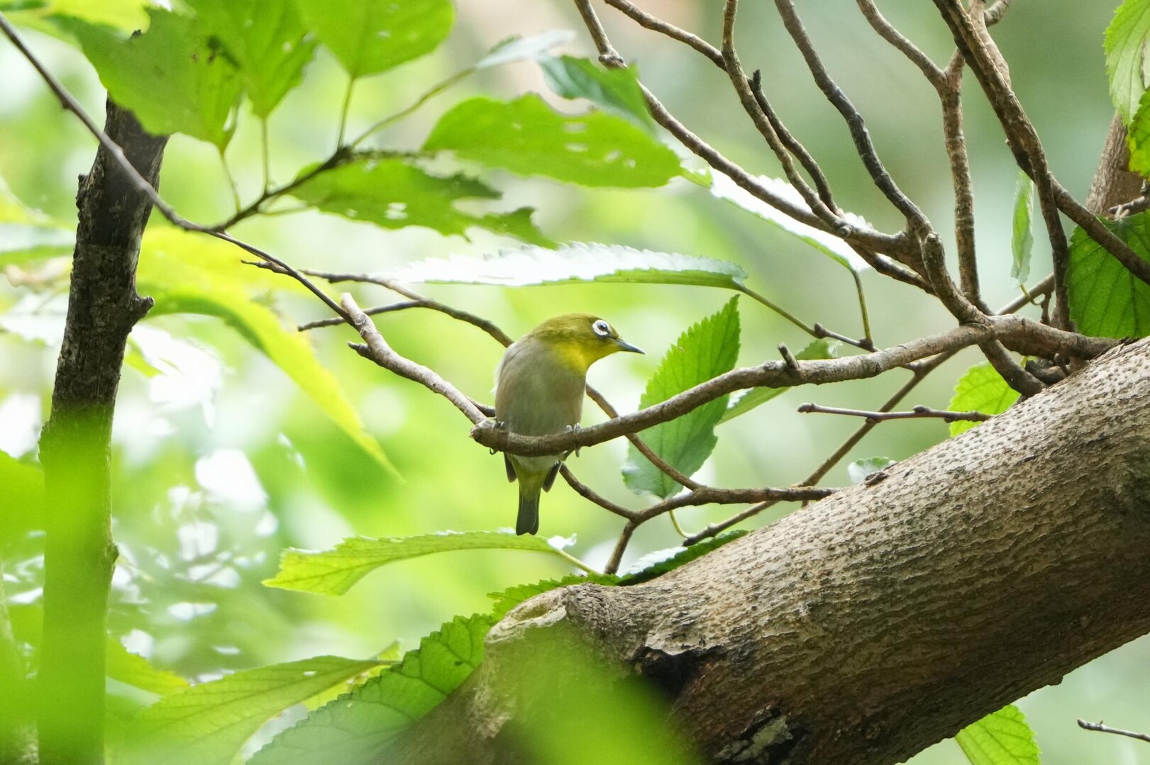 枡形山（生田緑地）で🦜📸 階段の連続・起伏のある緑地 / アキチャン1491さんのウォーキングの活動日記 | YAMAP / ヤマップ