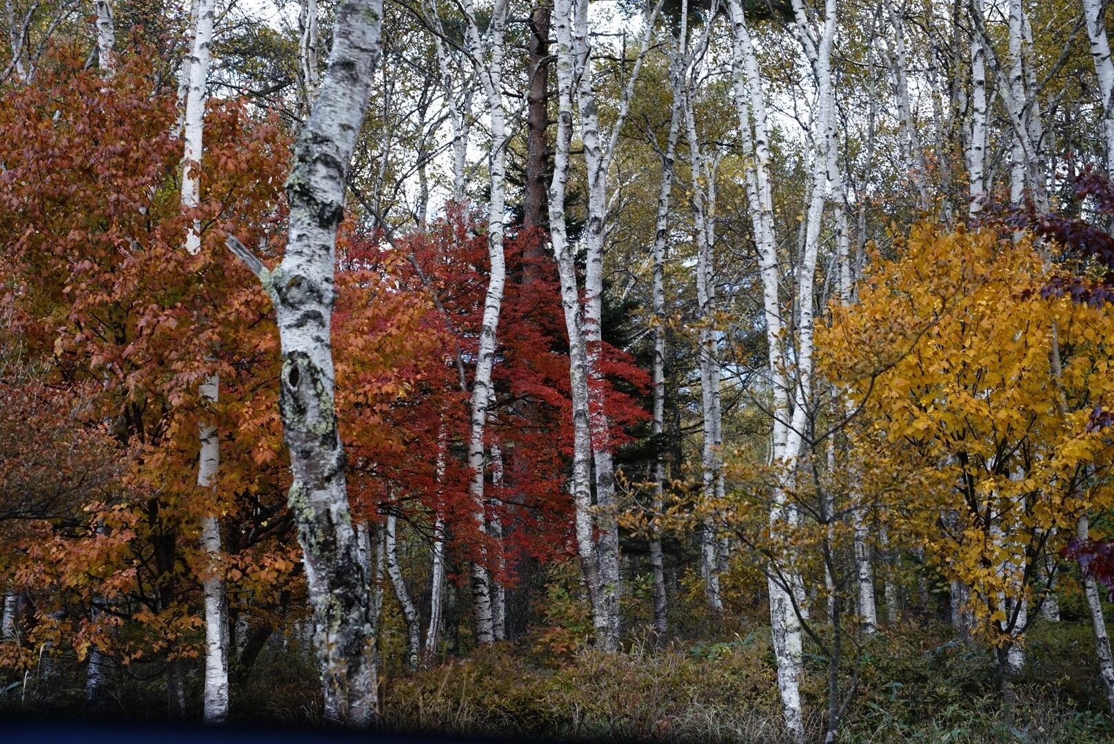 八ヶ岳剣ヶ峰 / katuyaさんの八ヶ岳（赤岳・硫黄岳・天狗岳）の活動データ | YAMAP / ヤマップ