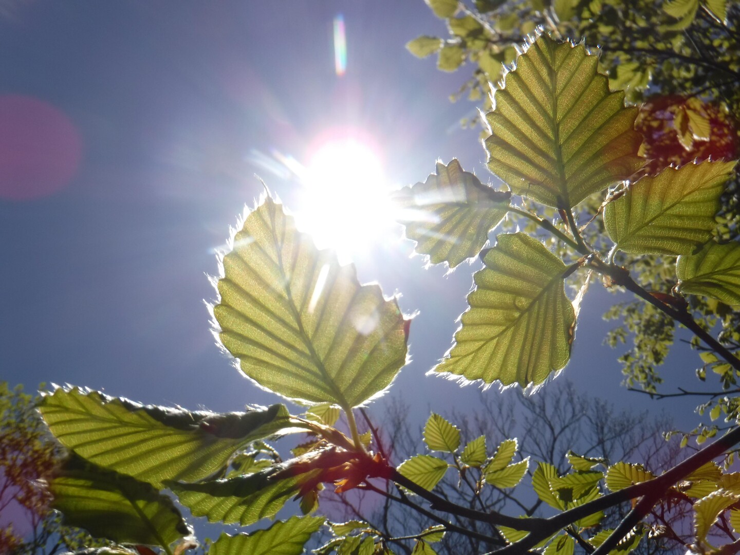 氷ノ山（須賀ノ山） / yuuさんの氷ノ山（須賀ノ山）・鉢伏山・瀞川山の活動データ | YAMAP / ヤマップ