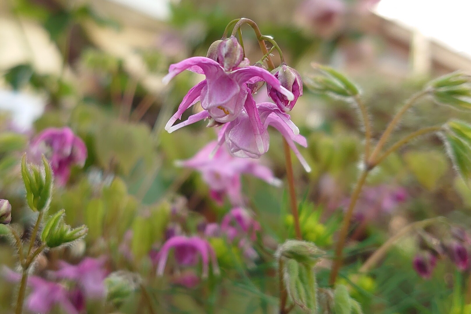 お家のお花見しながらBBQです。 焼き芋... / Ryuさんのモーメント | YAMAP / ヤマップ
