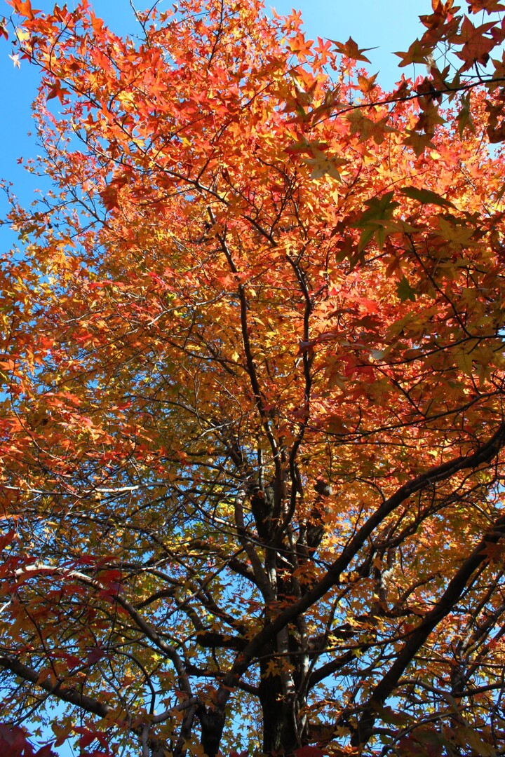 芥見権現山-老洞峠 周回コースの地図・登山ルート・登山口情報 | YAMAP / ヤマップ