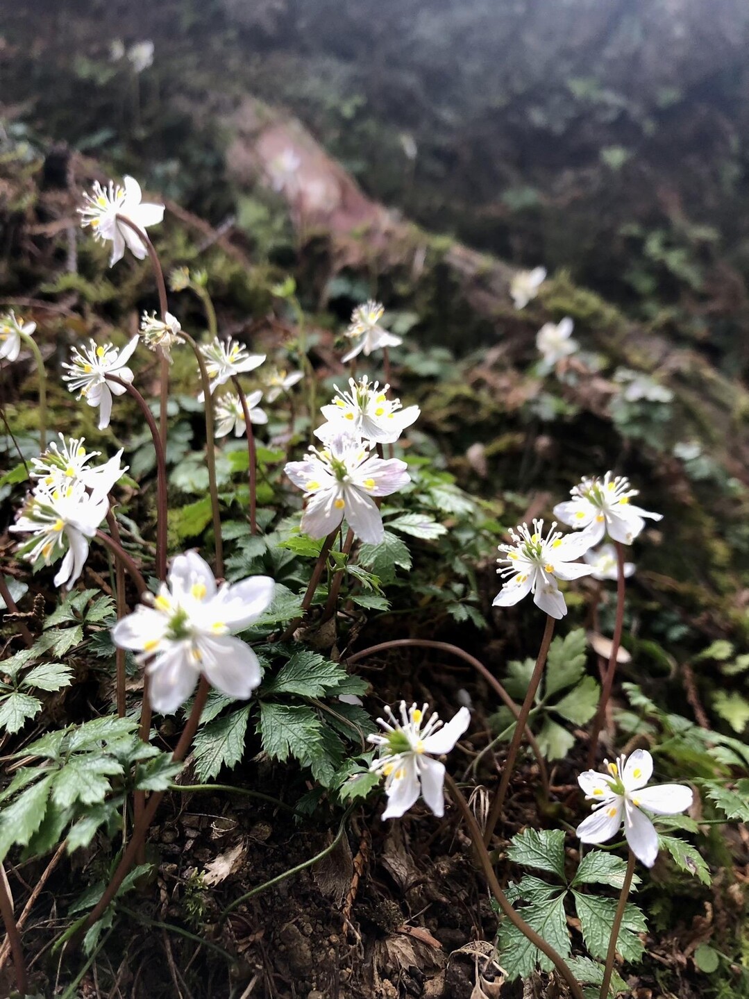 初のバイカオウレンと清宝山 / サリカさんの清宝山の活動データ | YAMAP / ヤマップ