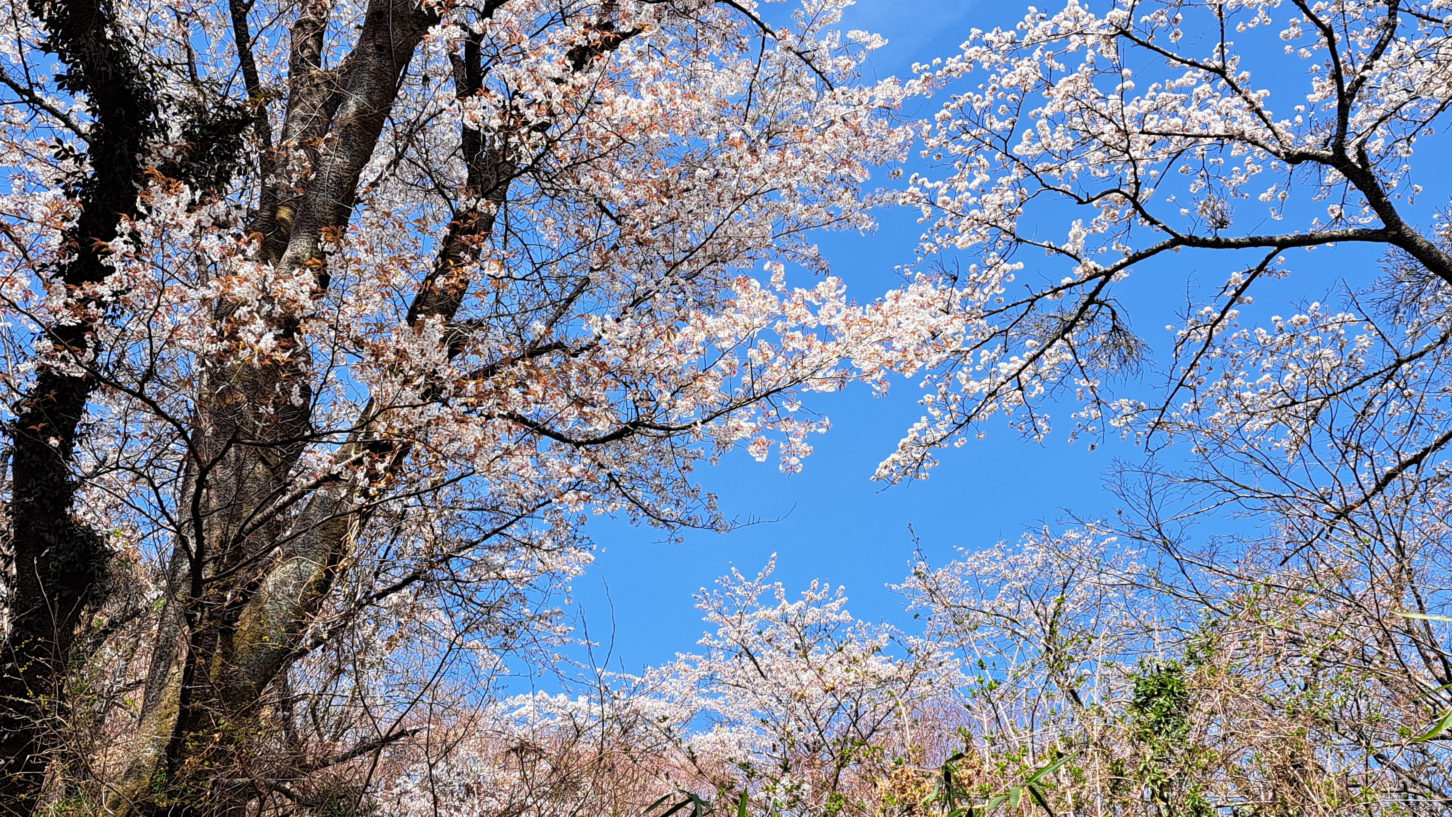 草戸山・榎窪山・泰光寺山・東山・入沢山・名手山・大登不見山・中沢山・高岩山・コンピラ山・大洞山... / 散歩さんの高尾山・陣馬山・景信山の ...