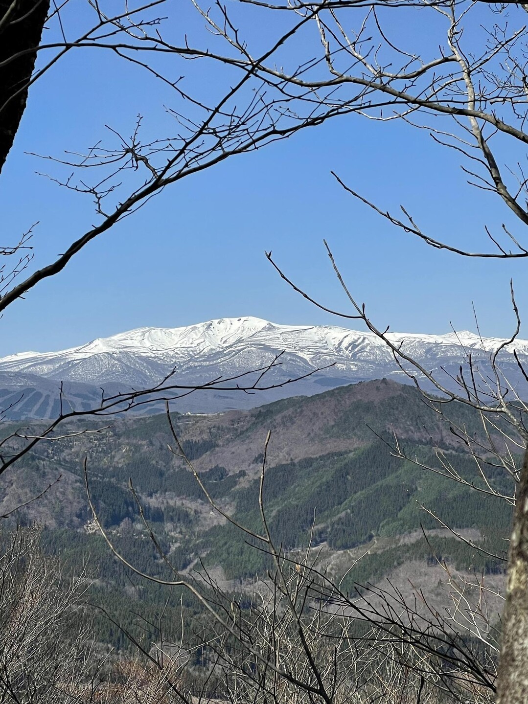 春を告げる花たち / Kameさんの大土ヶ森・御駒山の活動データ | YAMAP / ヤマップ