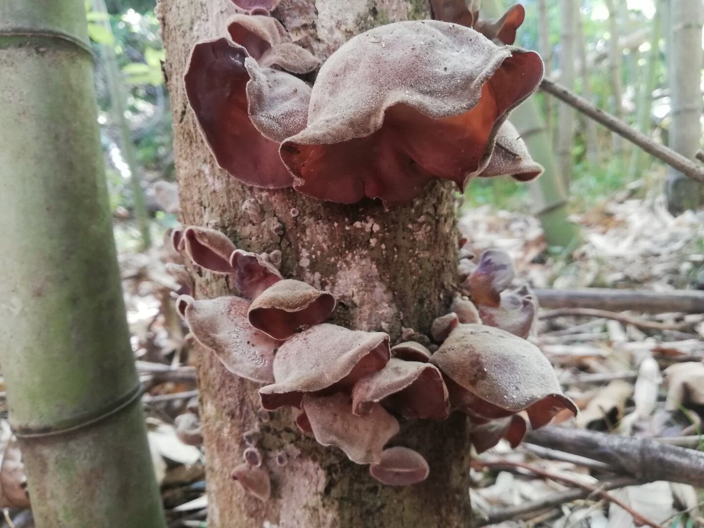 きくらげを見つけました。 ① 木の幹... / Mt. 3776さんのモーメント | YAMAP / ヤマップ