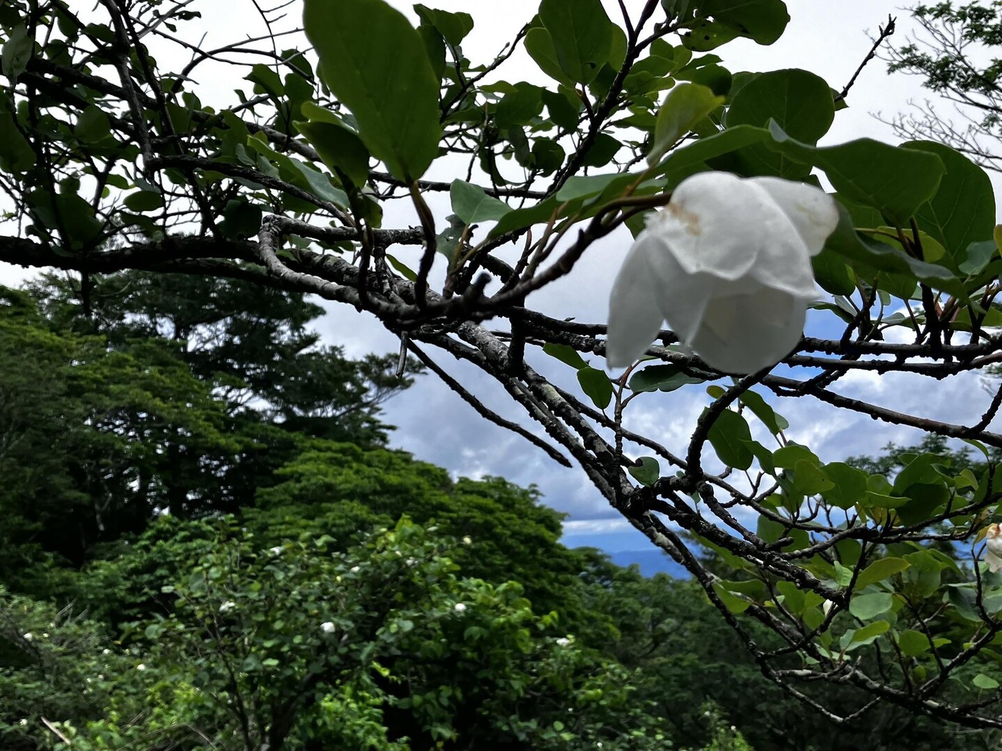 あった🤩、なかった😢、 ちっちゃな出会いあり🤓 / Hanamamさんの祖母山の活動データ | YAMAP / ヤマップ