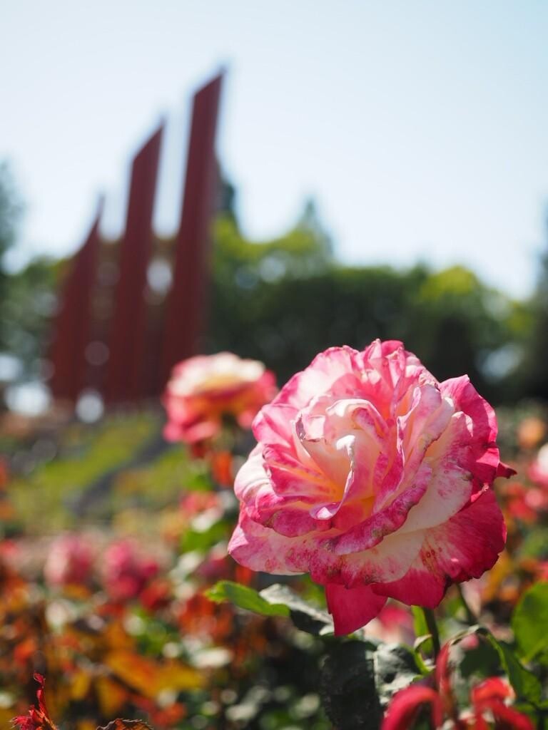 山は5日に行くので今日はGW恒例？のバラ... / がはらっちさんのモーメント | YAMAP / ヤマップ