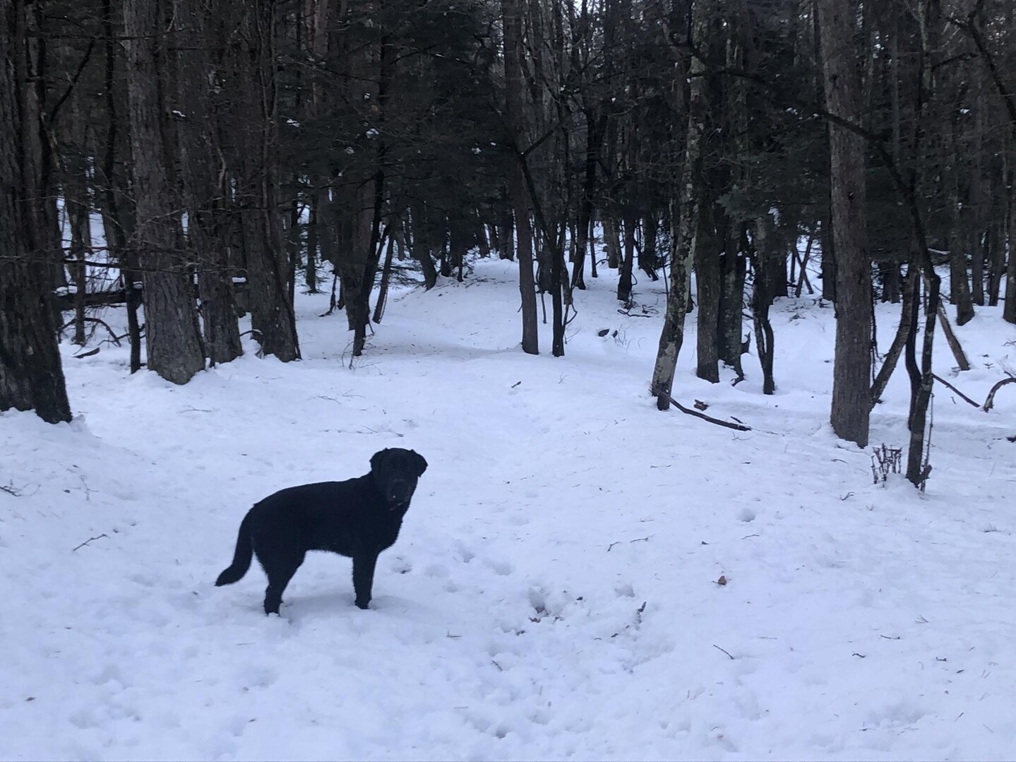 国道の通行止め解除になり狩猟へ。 積雪は... / akiさんのモーメント | YAMAP / ヤマップ