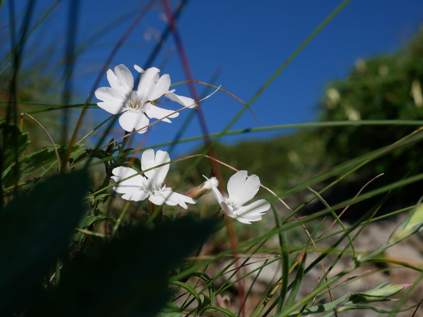 南アルプスのお花たち②とテン場 #タカ... / yossyさんのモーメント | YAMAP / ヤマップ