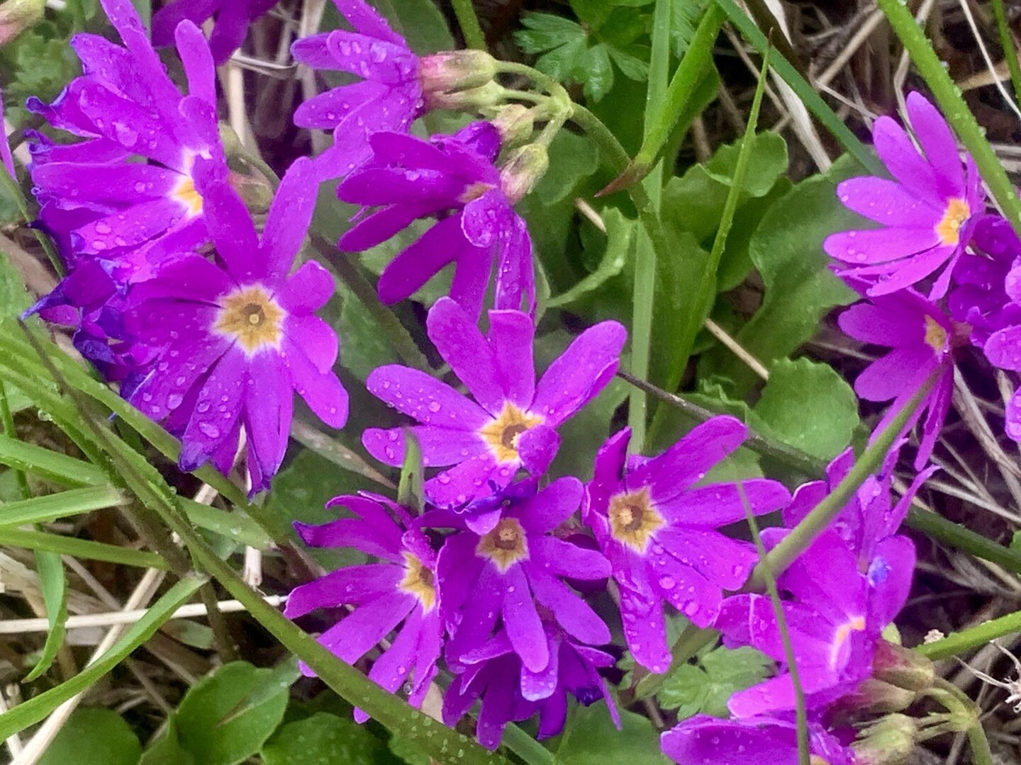 岩木山、絶景の雪渓歩き！ / ZAKUさんの岩木山（岩鬼山）・鳥海山・鍋森山の活動データ | YAMAP / ヤマップ